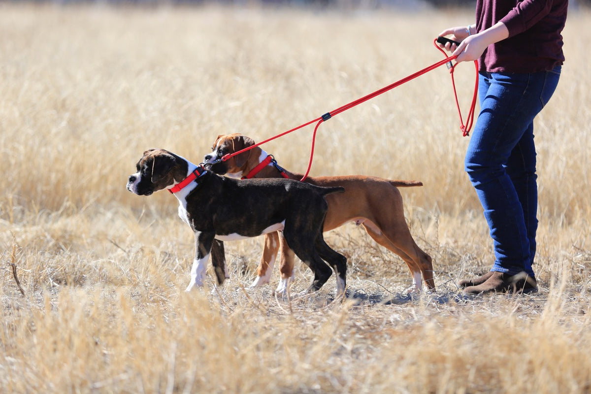 Alpine 2-Dog Lead — timberwolfpetshop