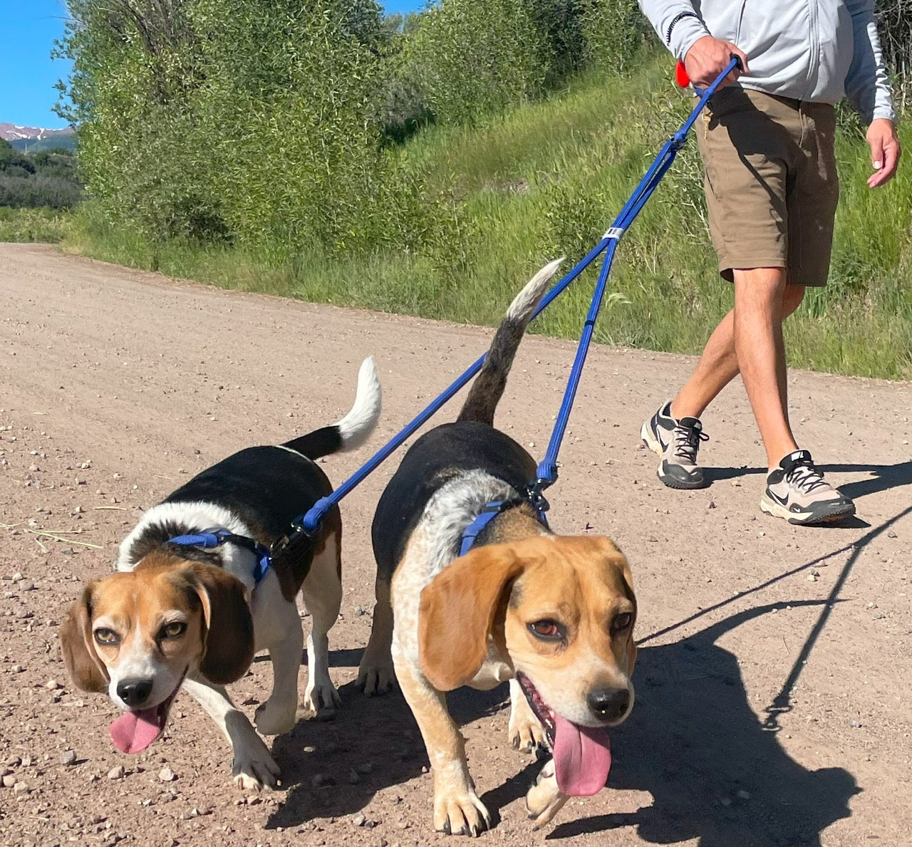 Leashes — timberwolfpetshop